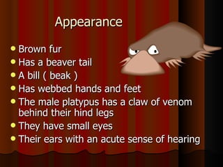 Nick davies platypus | PPT