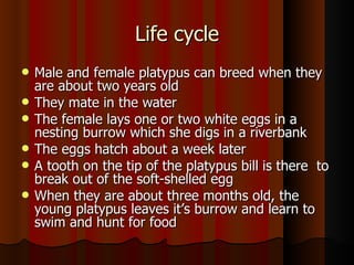 Nick davies platypus | PPT