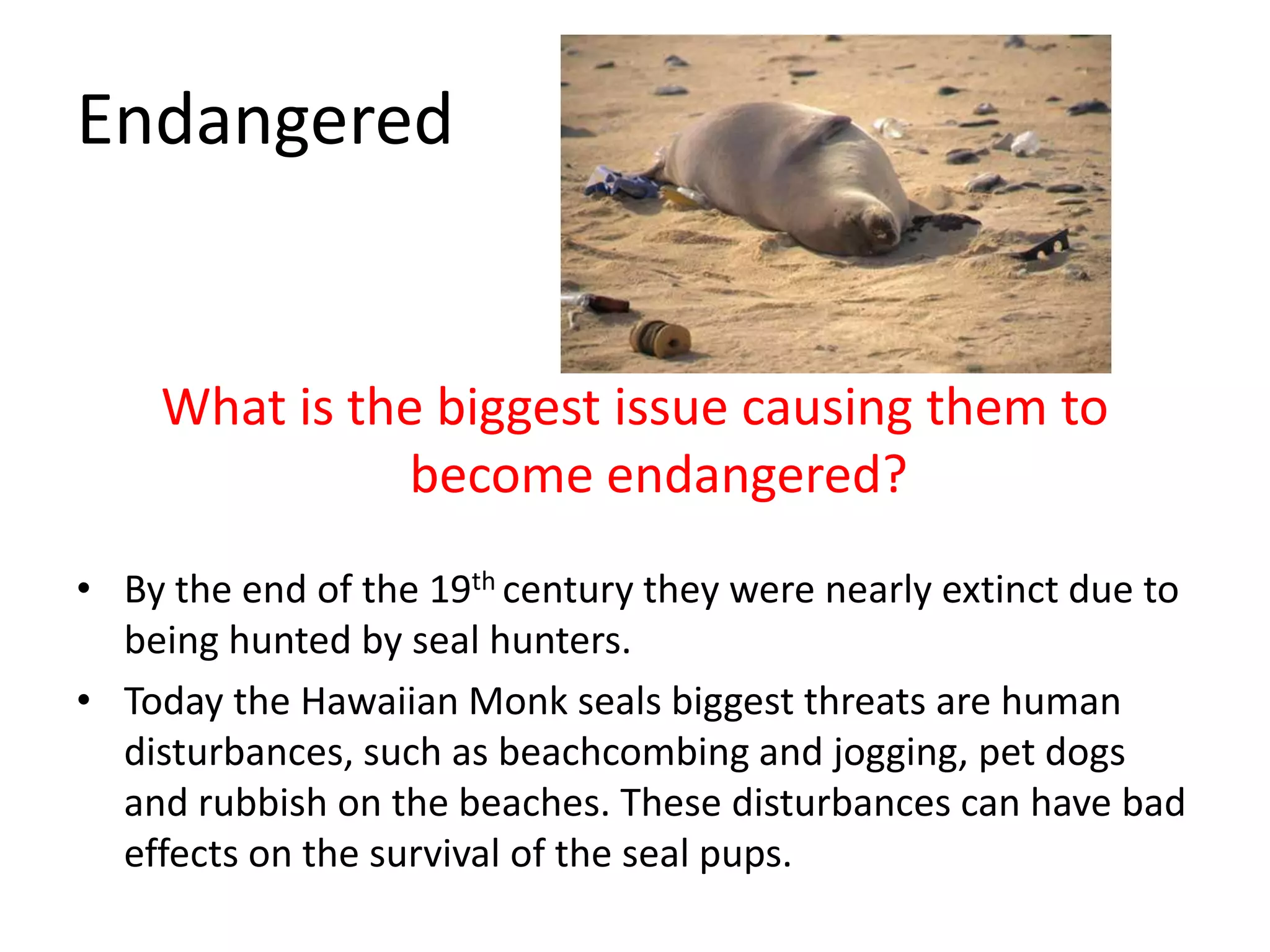 Hawaiian Monk Seal researched by Nicholas Tupp | PPTX