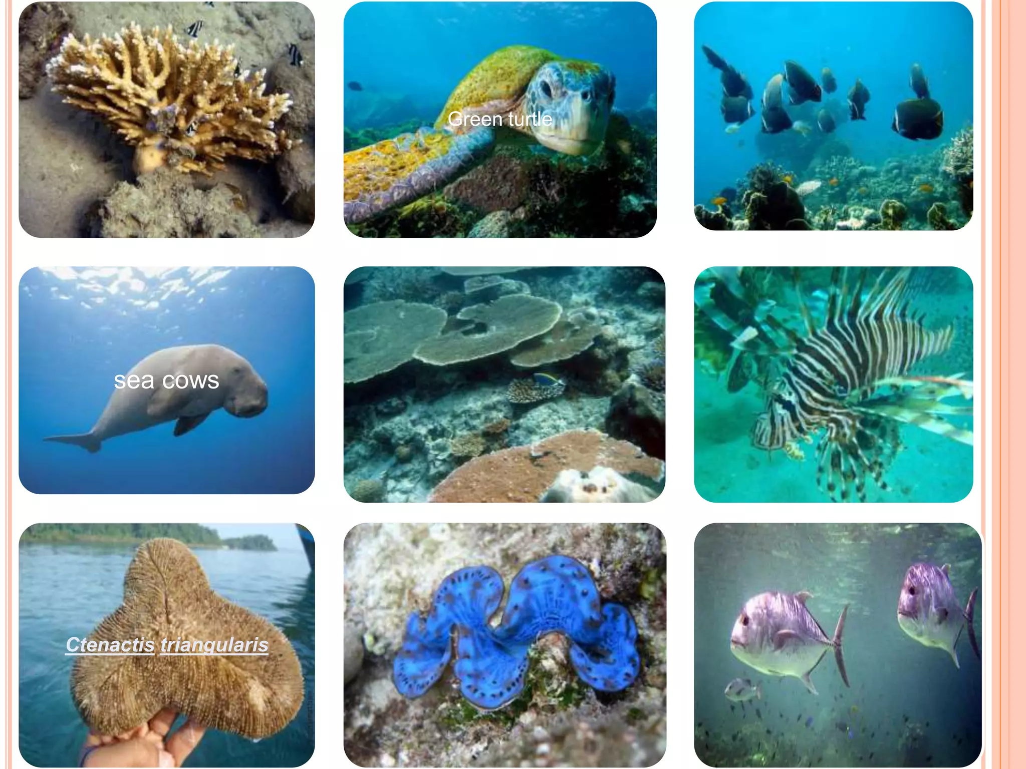 Biodiversity of Nicobar Islands | PPTX
