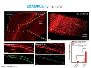 CLARITY technique for clarified tissues | PDF