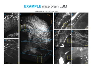 CLARITY technique for clarified tissues | PDF