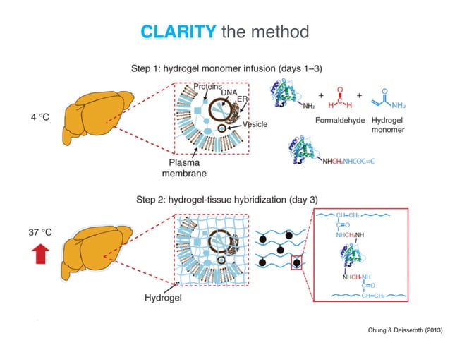 CLARITY technique for clarified tissues | PPT