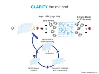 CLARITY technique for clarified tissues | PDF