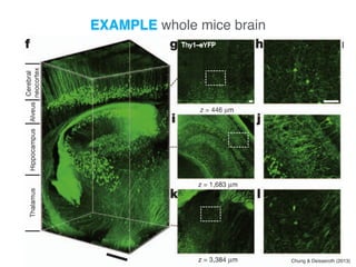 CLARITY technique for clarified tissues | PDF