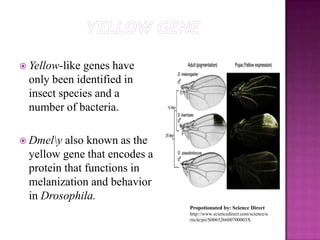 Nicole colonfall2012researchproposalv4 final | PPT