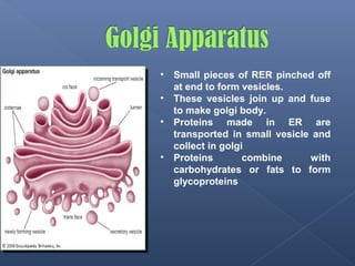 Structure Of Golgi Apparatus