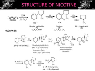 Nicotine Structure