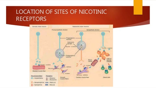 Introduction about nicotine