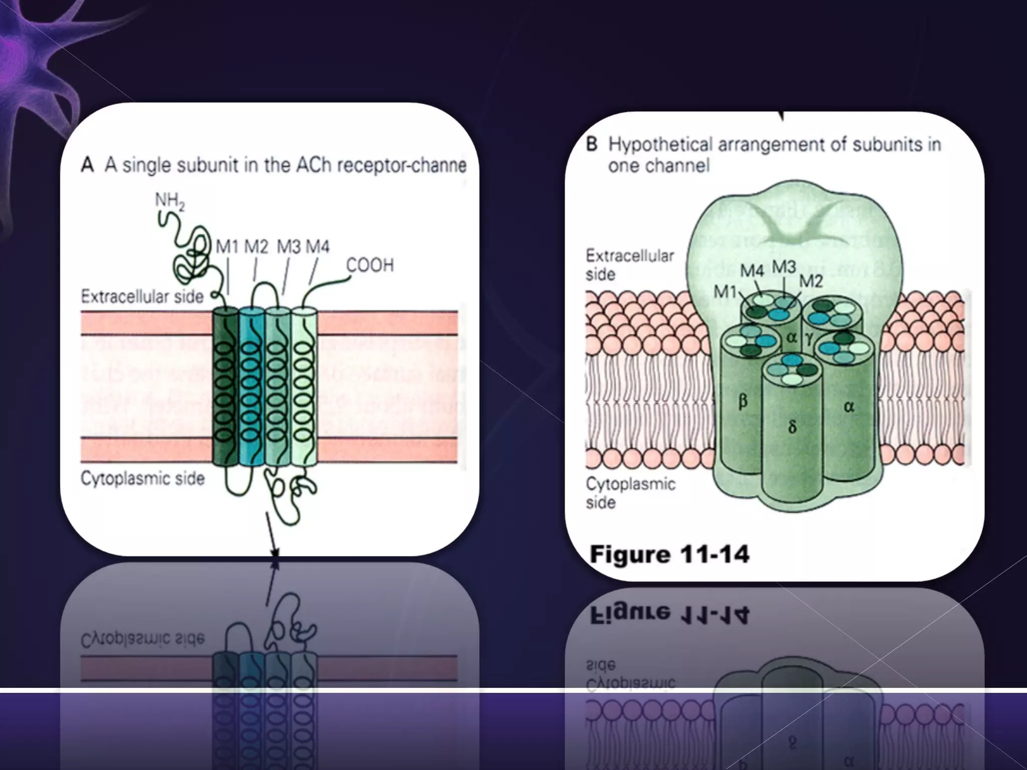 Nicotinic receptors | PPT