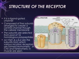 Nicotinic receptors | PPT