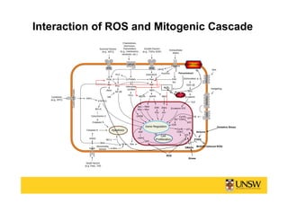 Nico wanandy unsw mechanism of antioxidant for the skin | PPT