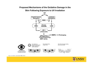 Nico wanandy unsw mechanism of antioxidant for the skin | PPT