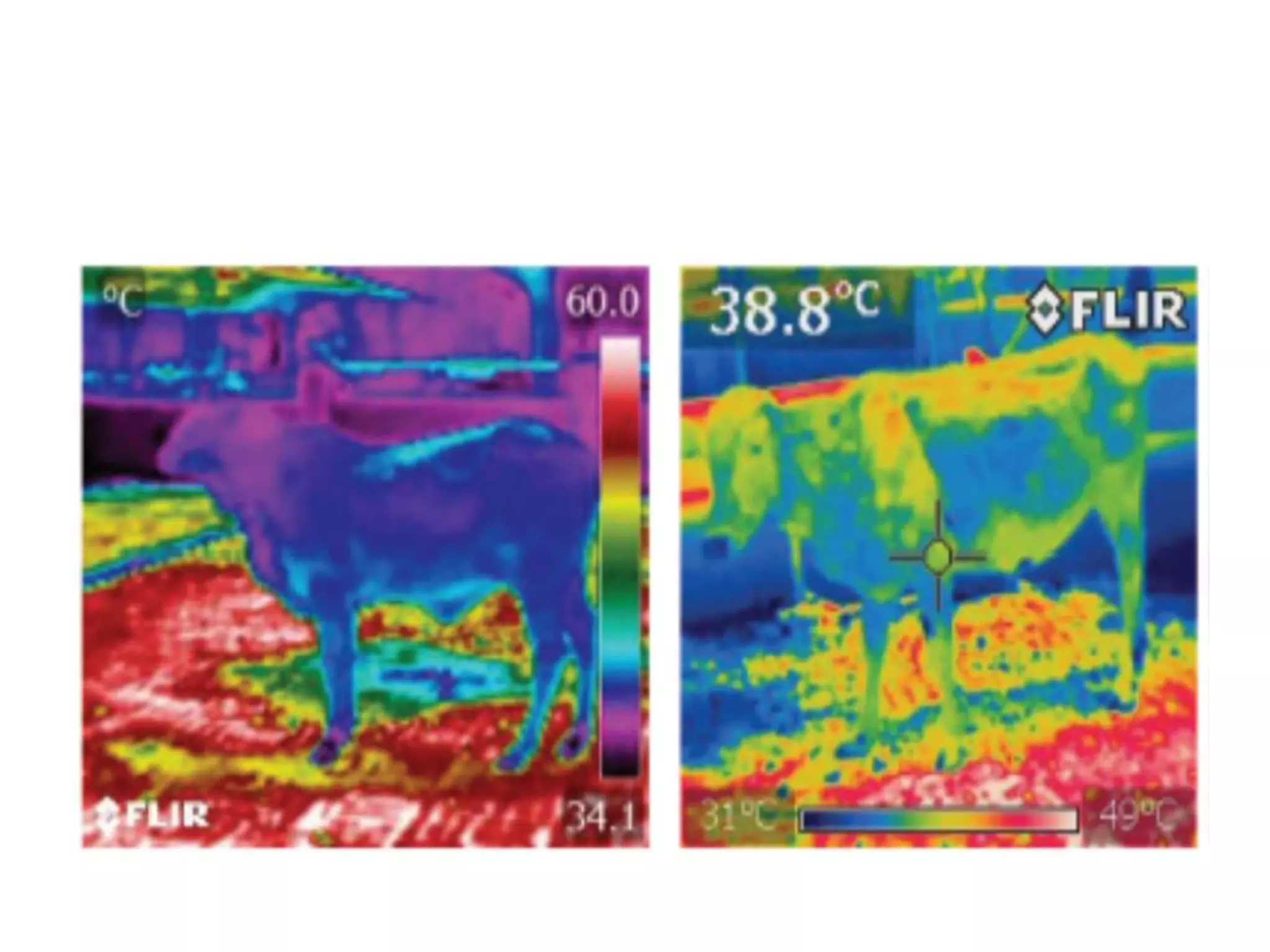NICRA PROJECT BY Dr.SUNIL KUMAR BOYA | PPTX
