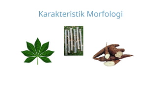 Variasi Morfologi dan Genetik Ketela Pohon (Manihot esculenta ...