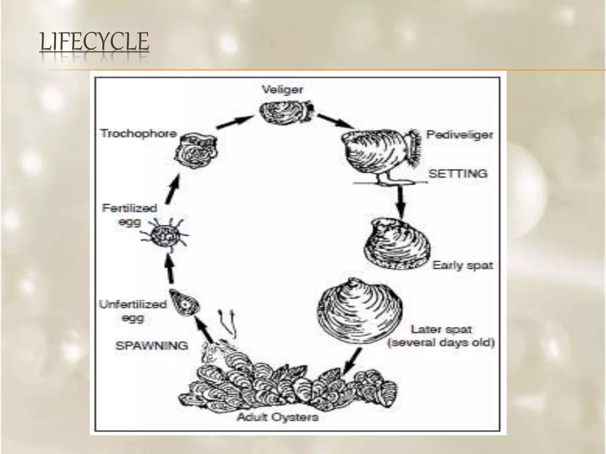 edible and pearl oysters | PPTX