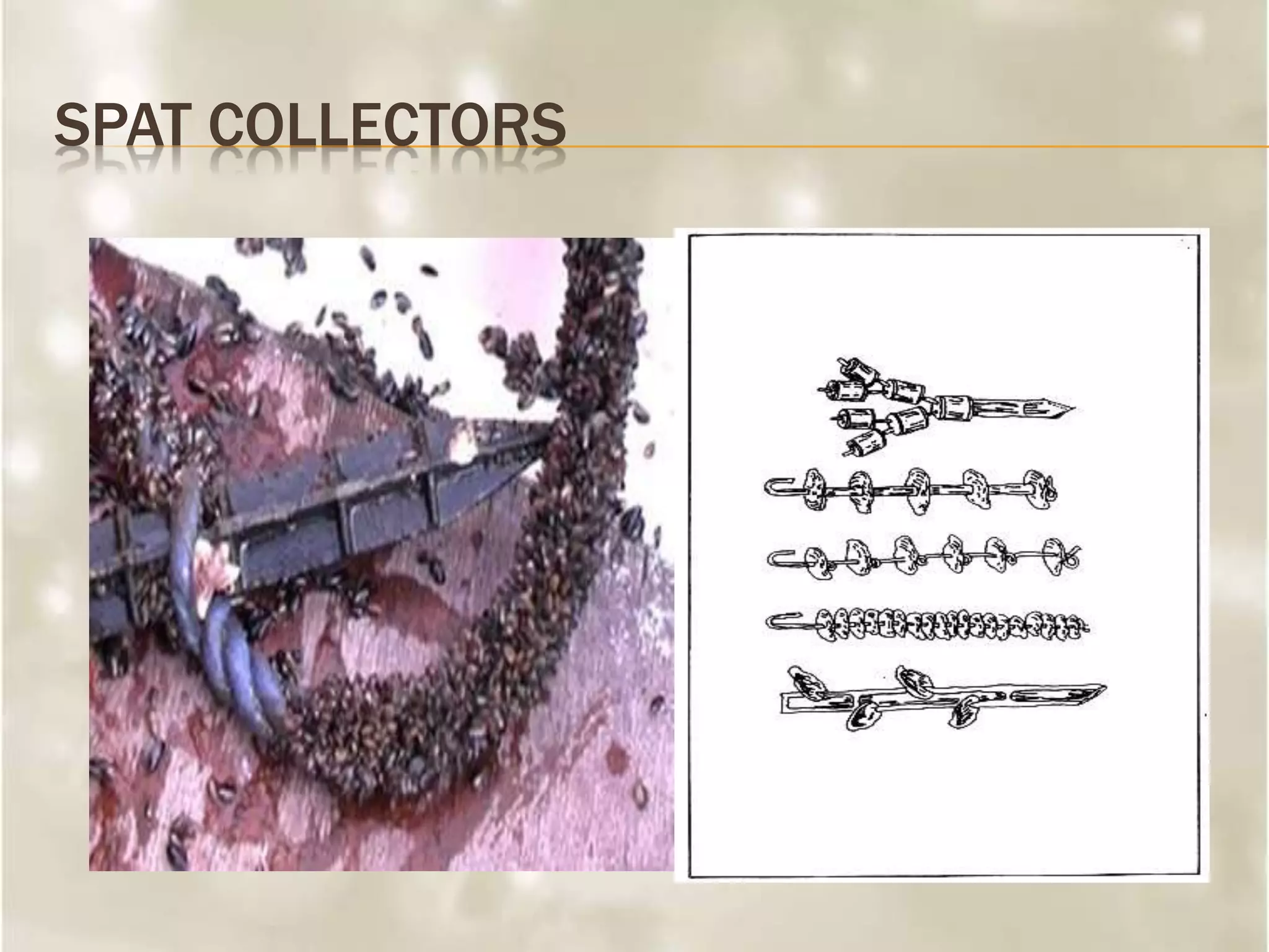 edible and pearl oysters | PPTX