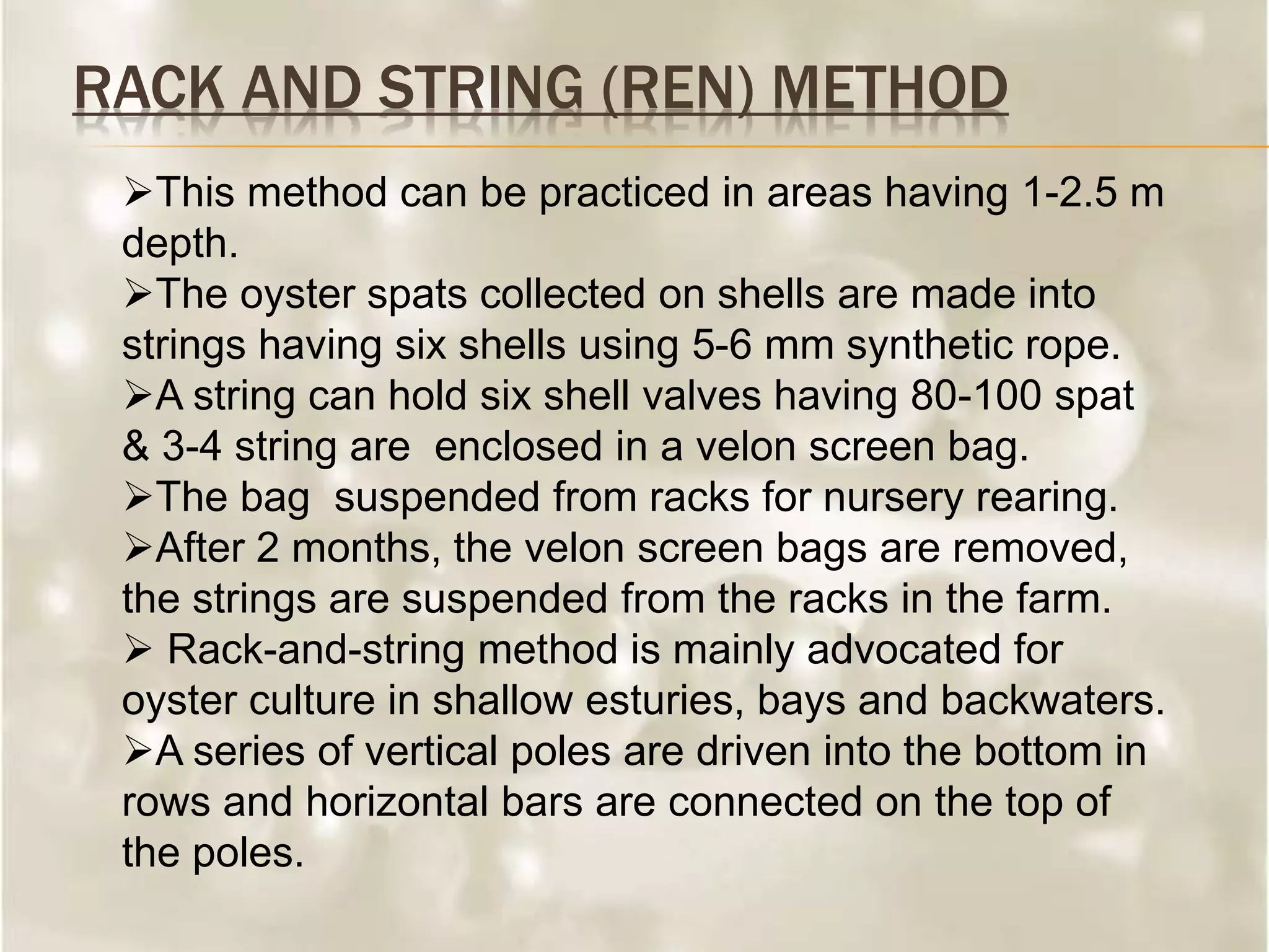 edible and pearl oysters | PPTX