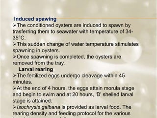 edible and pearl oysters | PPTX
