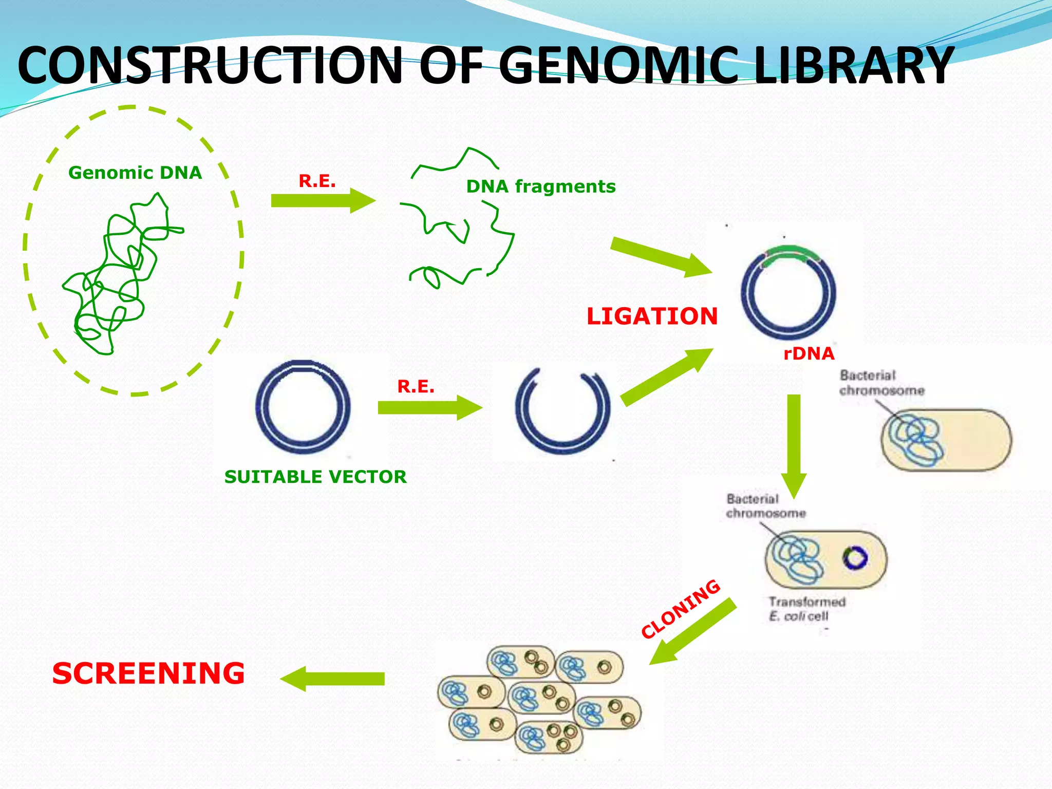 Nidhi sharma ppt gene library | PPTX