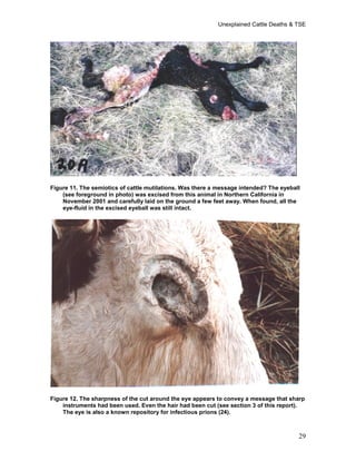 NIDS - TSE and cattle mutilations full article | PDF