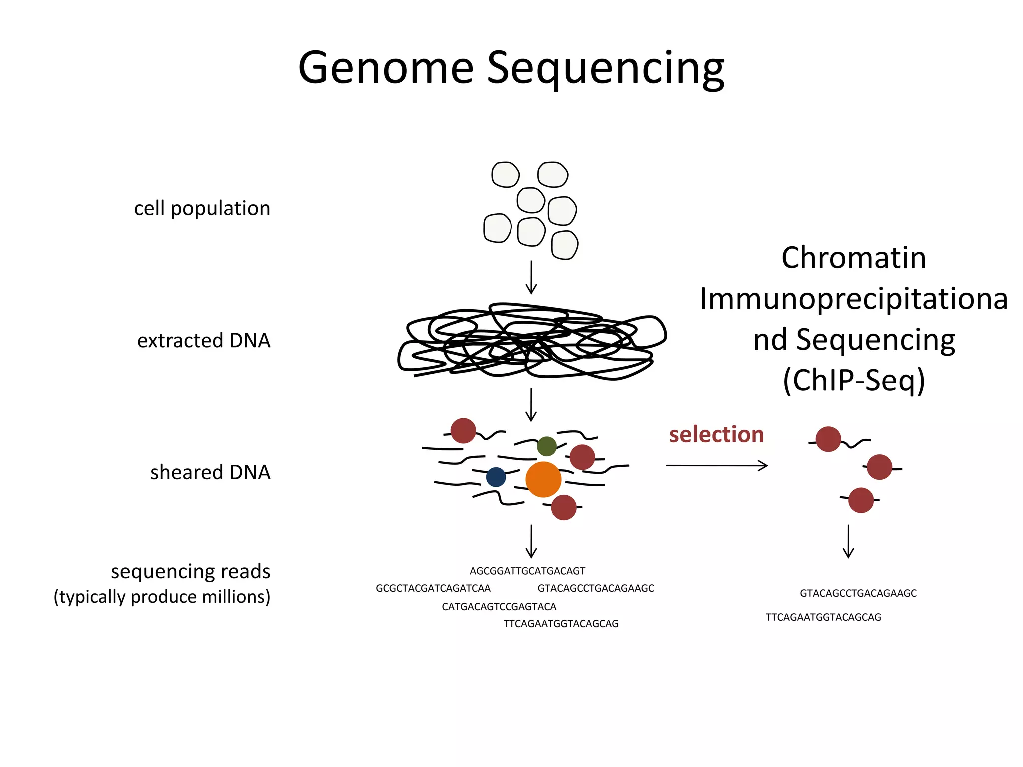 Complementing Computation with Visualization in Genomics | PPT