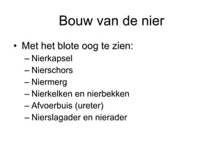Nieren En Urinewegen Aangepast N3 | PPT
