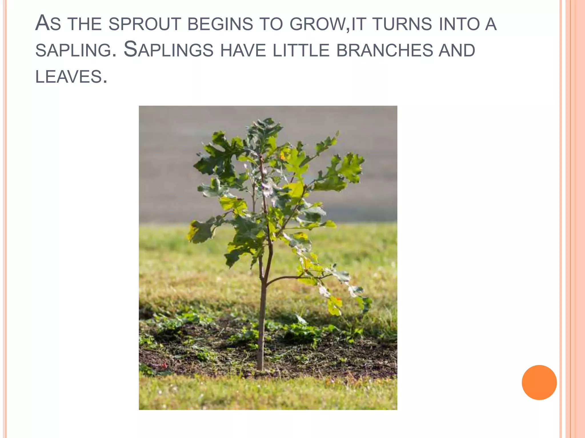 How an oak tree grows | PPTX