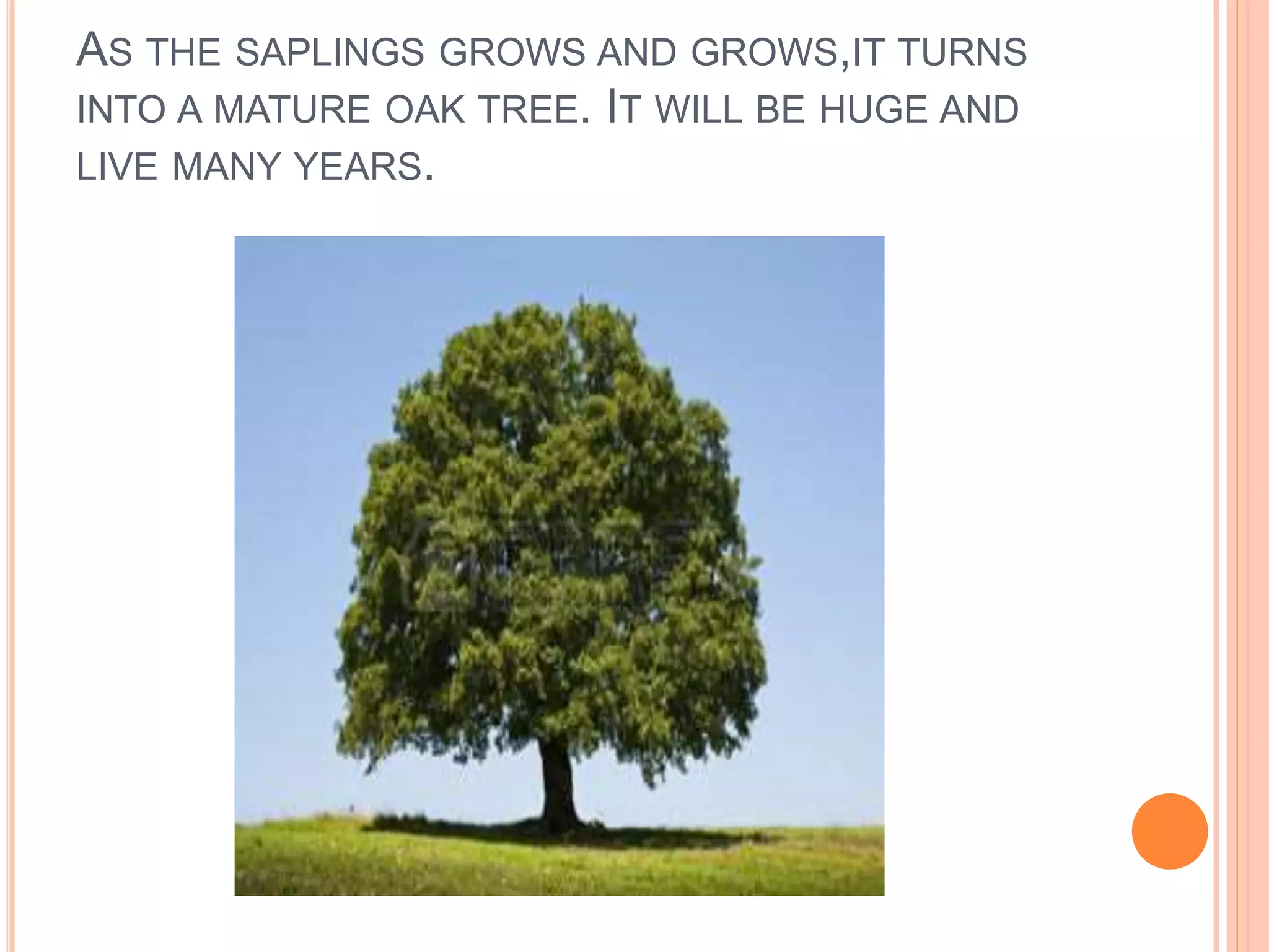 How an oak tree grows | PPTX