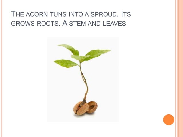 How an oak tree grows | PPT