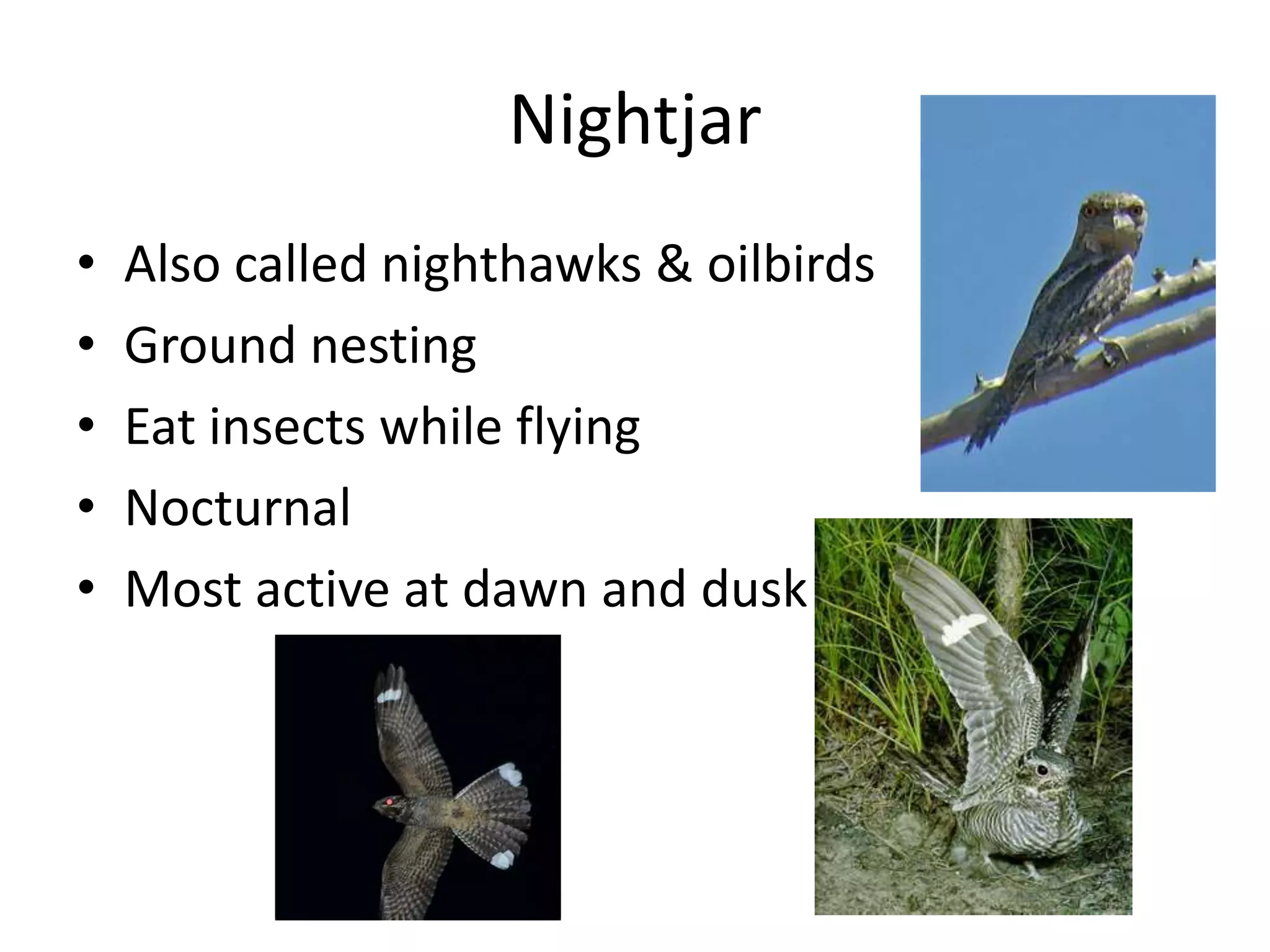 Nightjars, swallows & swifts | PPTX | Birdwatching | Hobbies & Interests