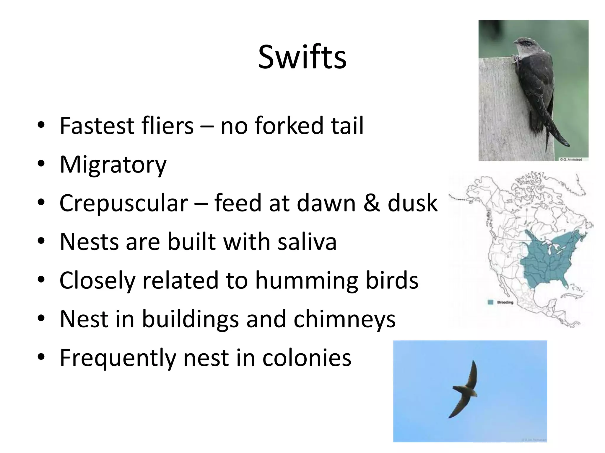 Nightjars, swallows & swifts | PPTX | Birdwatching | Hobbies & Interests