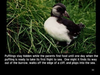 Nights of the pufflings | PPT