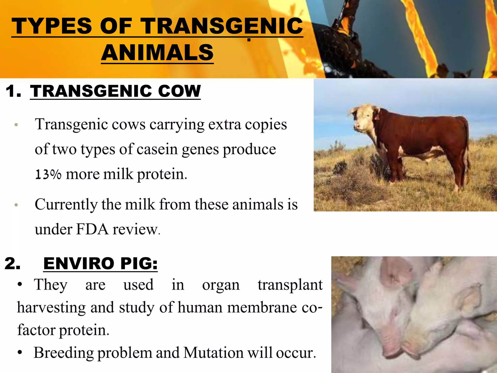 Transgenic animals | PPTX