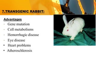 Transgenic animals | PPTX