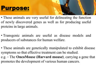 Transgenic animals | PPTX