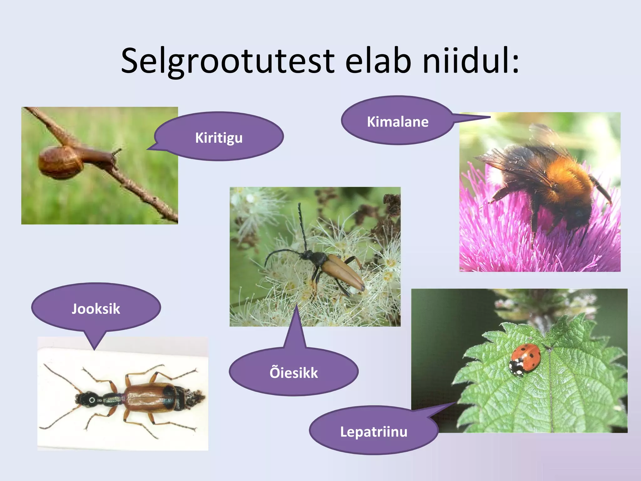 Niidu Loomastik | PPT