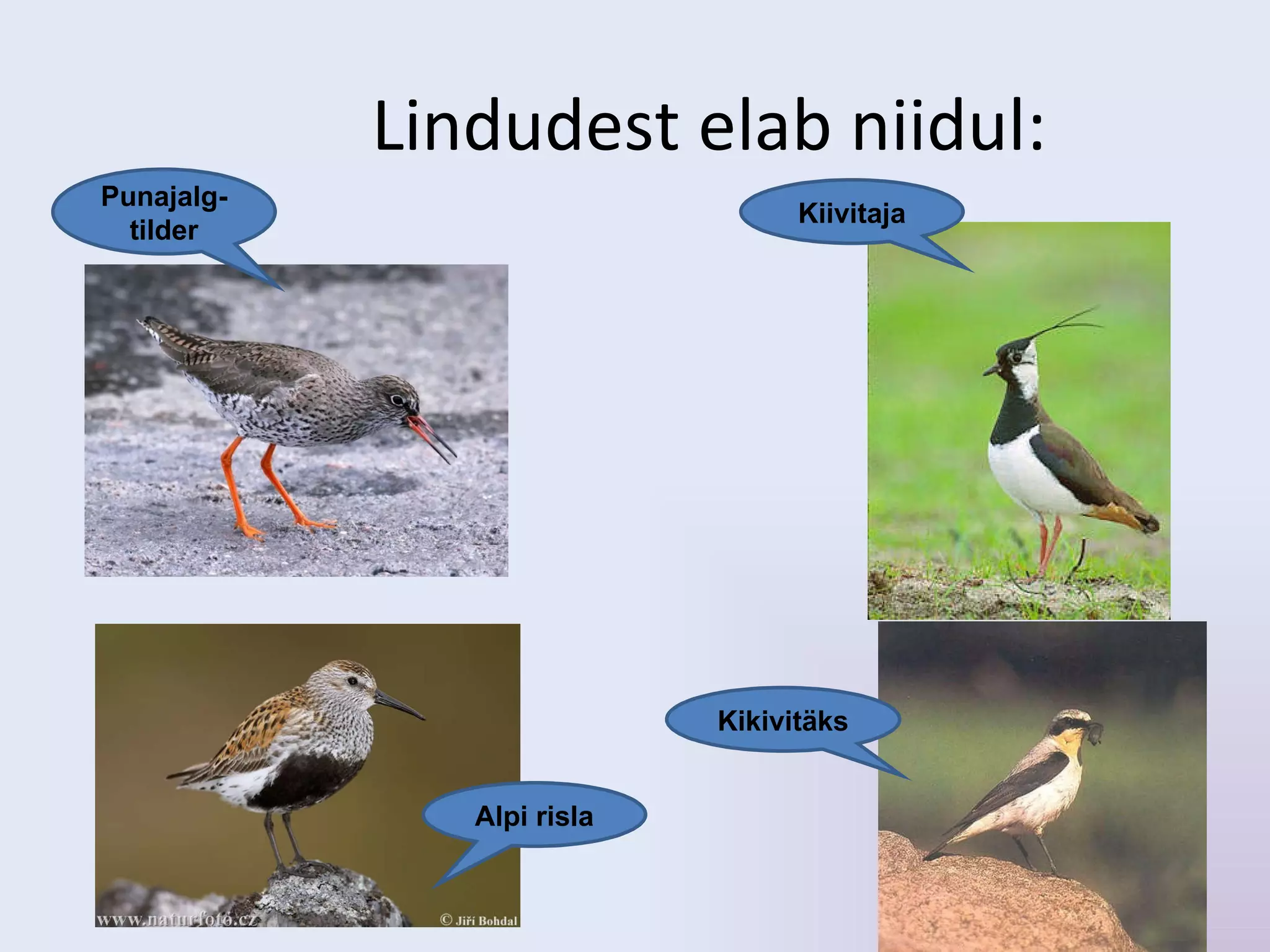 Niidu Loomastik | PPT
