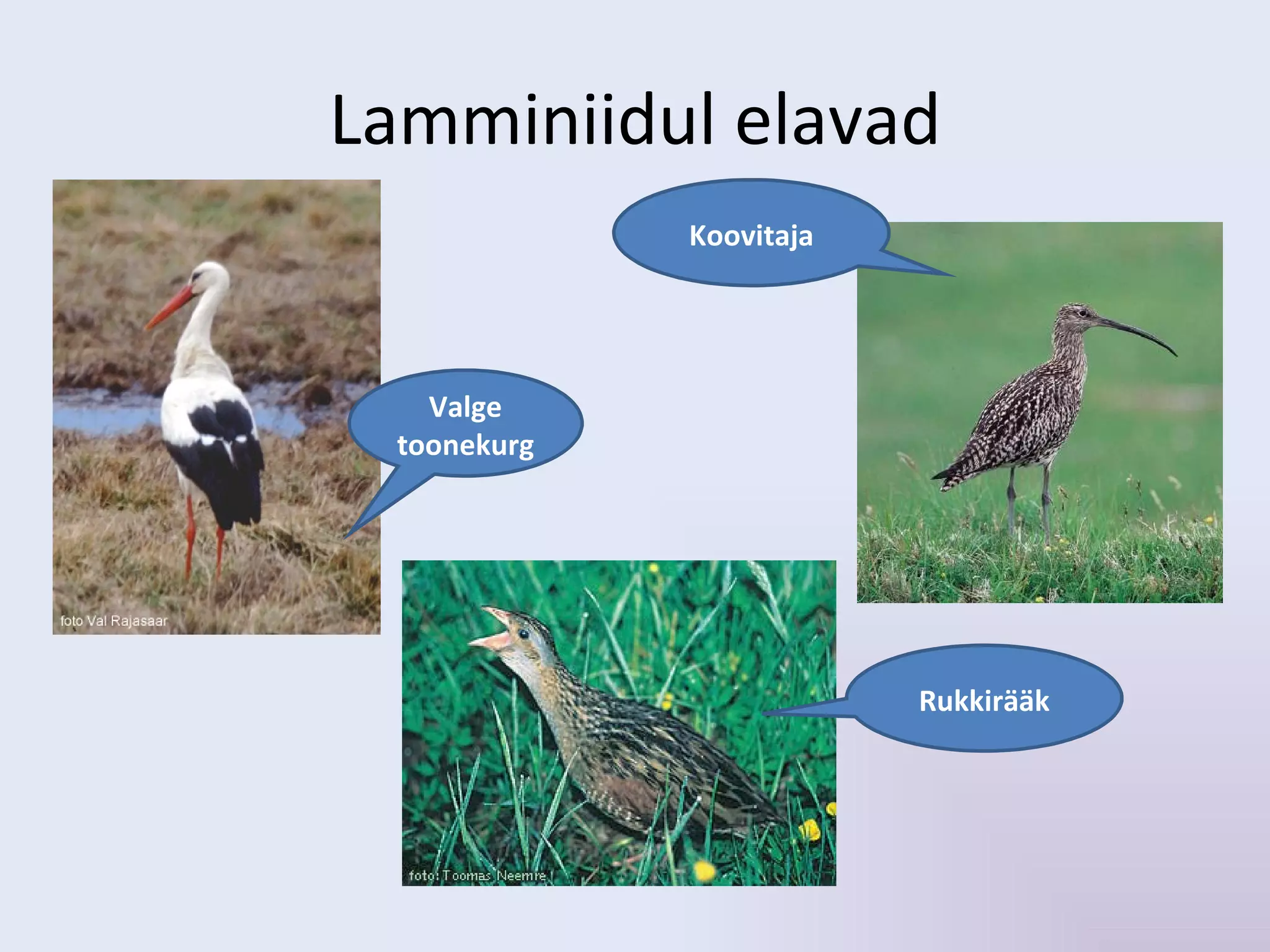 Niidu Loomastik | PPT