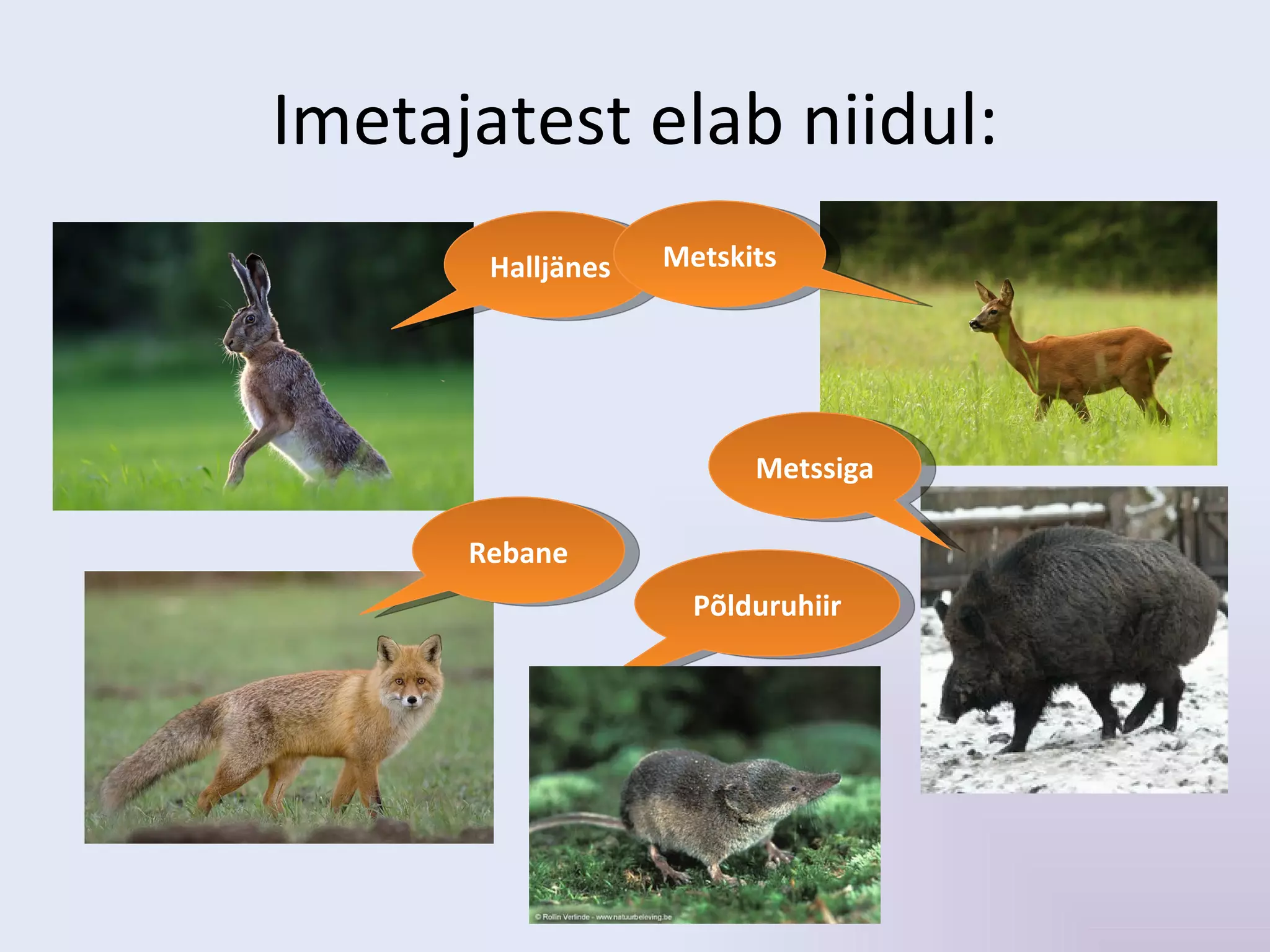 Niidu Loomastik | PPT