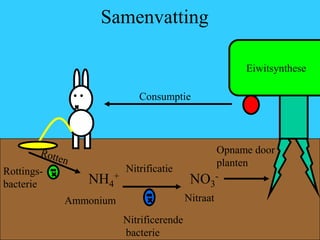 Nijntje en het nitraat | PPTX