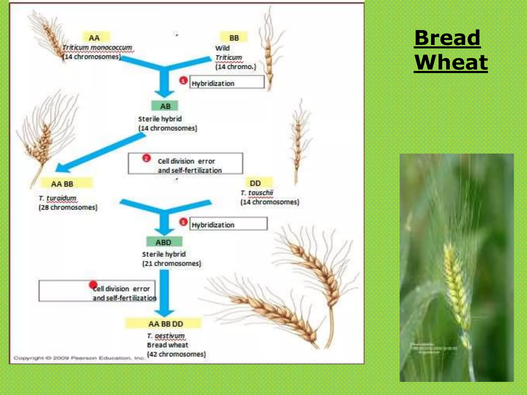 polyploid Breeding | PPTX