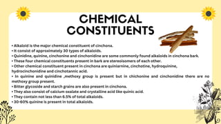 Cinchona by Nikhil, Bachelor of pharmacy 3rd Year | PDF