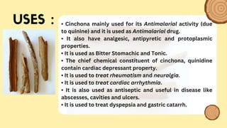 Cinchona by Nikhil, Bachelor of pharmacy 3rd Year | PDF