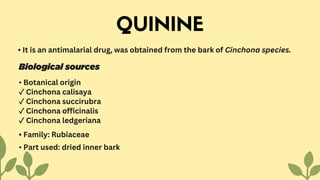 Cinchona by Nikhil, Bachelor of pharmacy 3rd Year | PDF