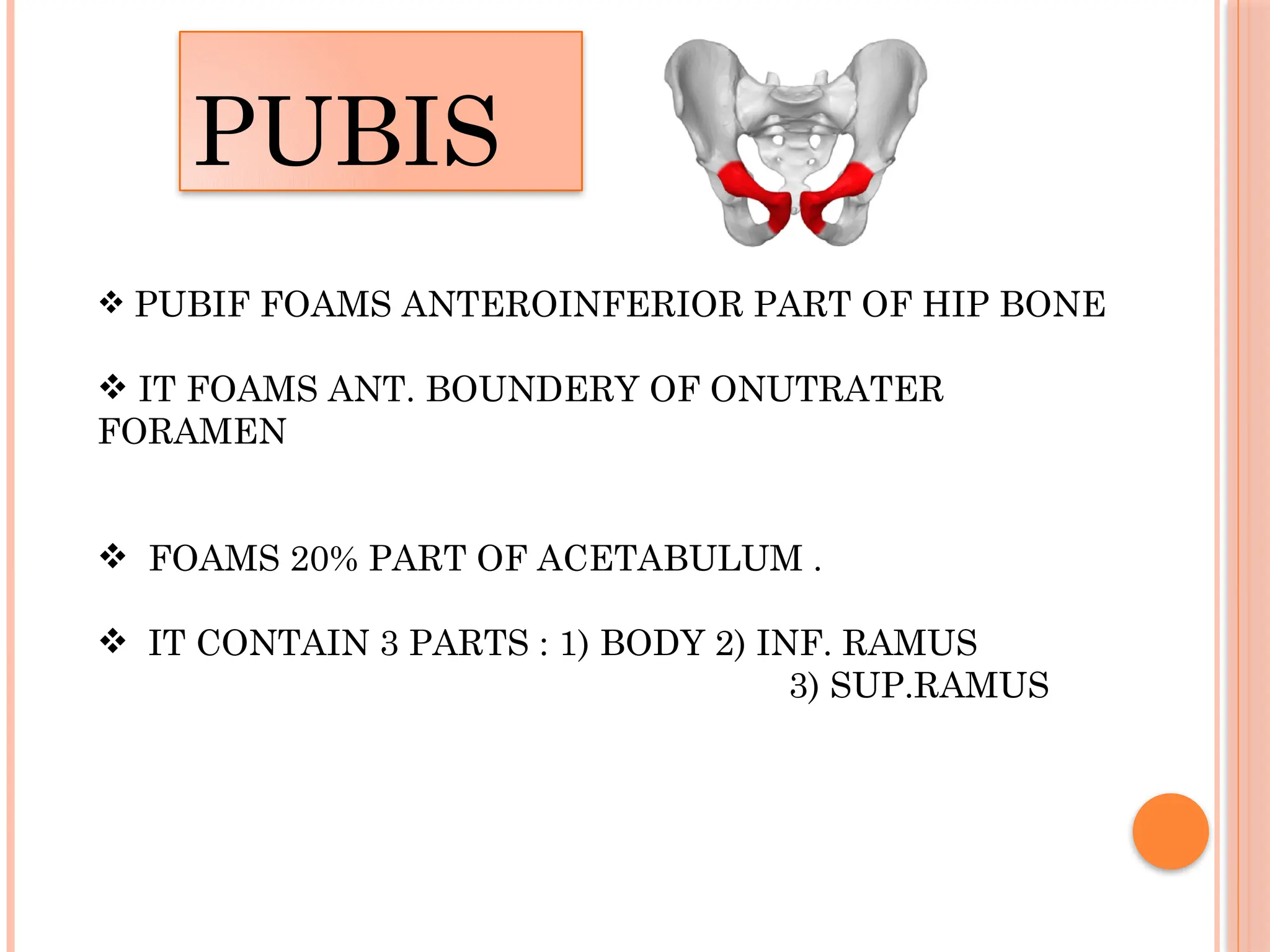 Hip bone ppt anatomy Mbbs Bams osteology | PDF