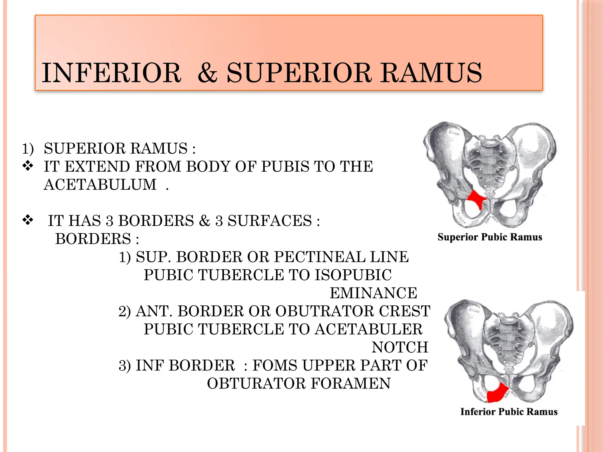Hip bone ppt anatomy Mbbs Bams osteology | PDF