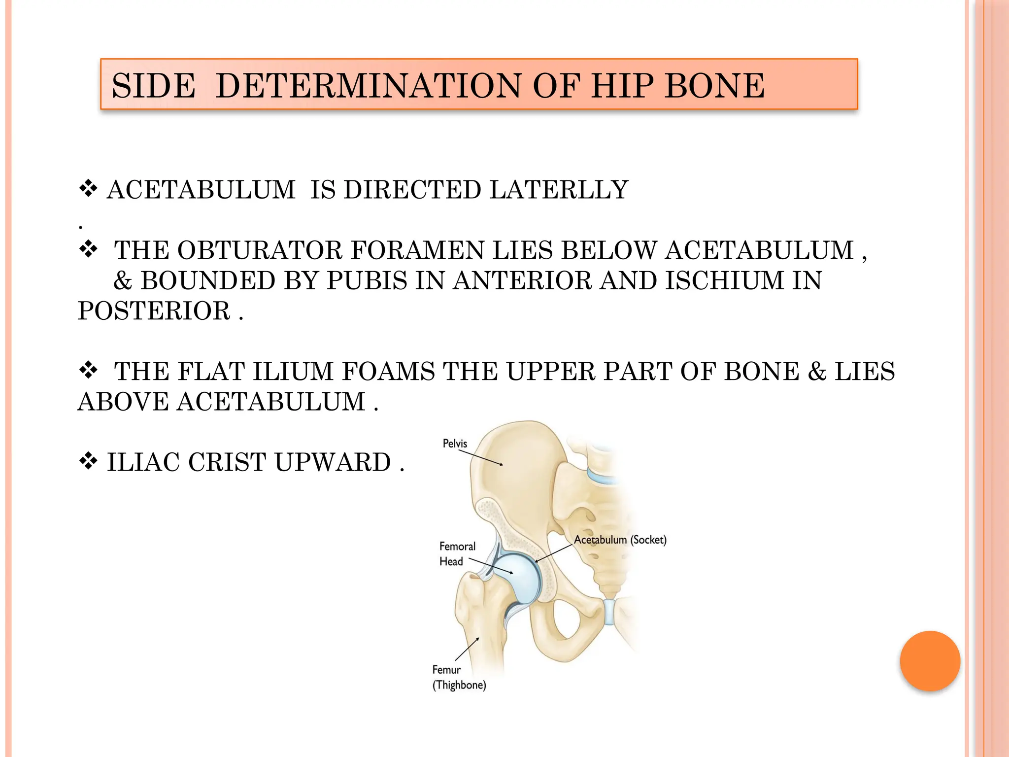 Hip bone ppt anatomy Mbbs Bams osteology | PDF