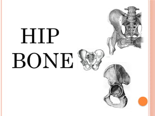 Hip bone ppt anatomy Mbbs Bams osteology | PDF