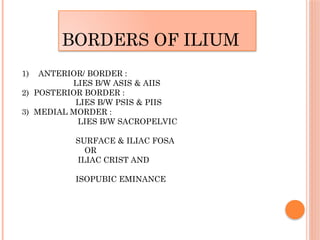 Hip bone ppt anatomy Mbbs Bams osteology | PDF